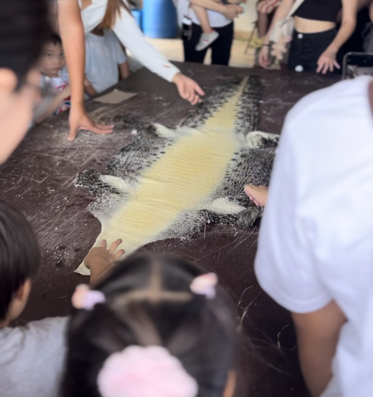 A Memorable Family Visit to Singapore's Last Surviving Crocodile Farm